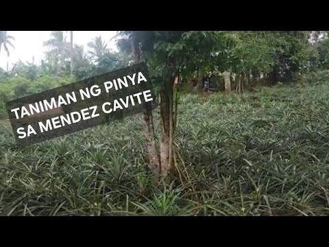 Bumisita kami sa aming small Pinyahan Farm sa Mendez Cavite ...