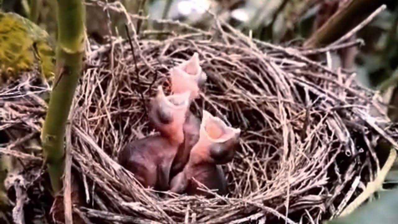 A Baby, Common nightingale Birds [ Review Birds News ] - YouTube