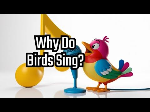 "Why Do Birds Sing? A Melodious Adventure" - Captivating Educational ...