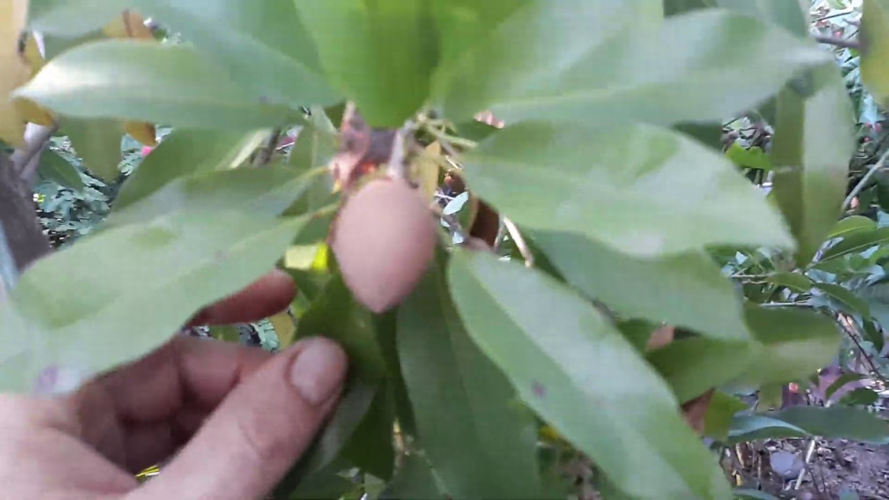 How to grow a evergreen tropical food forest in the winter ...