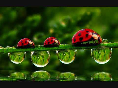 Relaxing Music for Stress Relief. #calmingmusic #relaxingmusic #meditationmusic #healingmusic #sleep