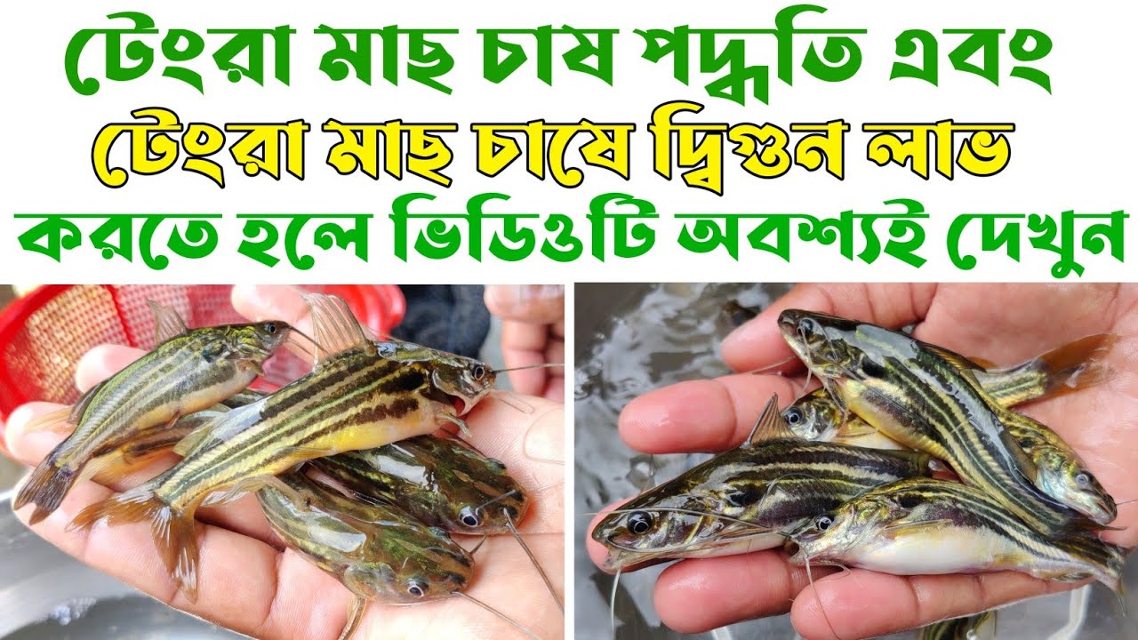 Tengra fish seeds farm in Bangladesh | How to Cultivate in pond - YouTube