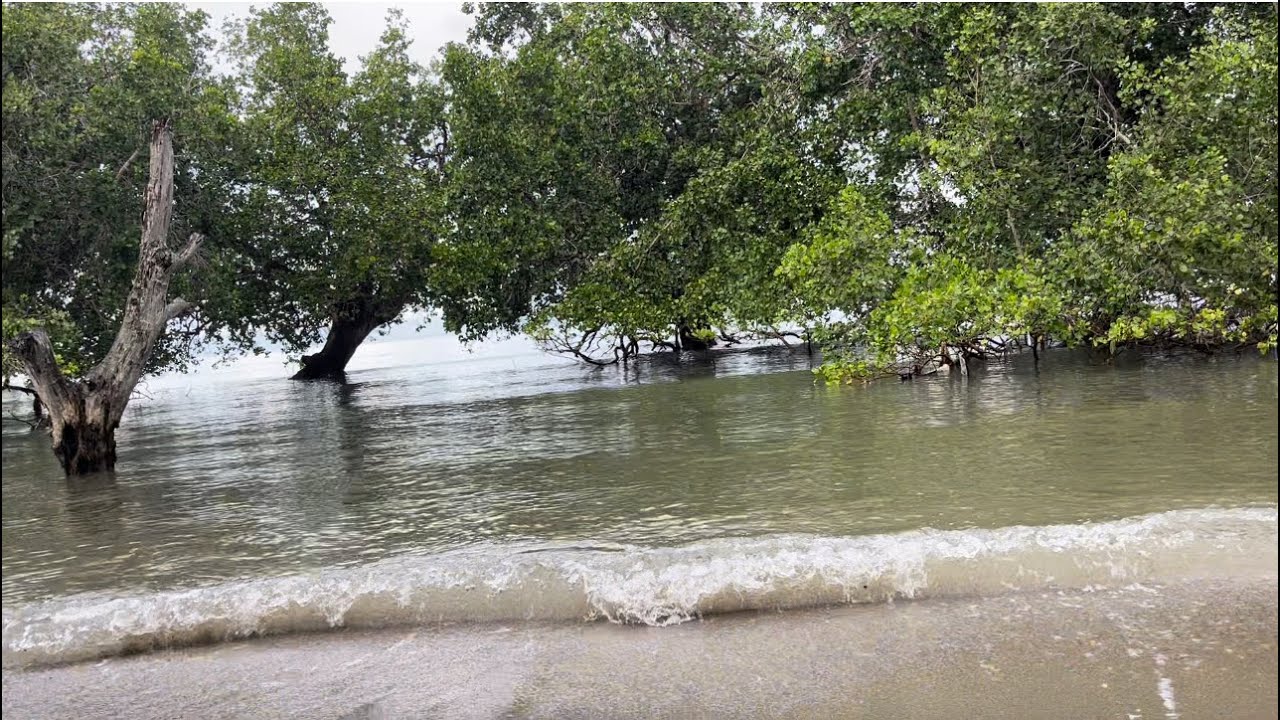 Mangroves | Seashore | Waves | Sand - YouTube