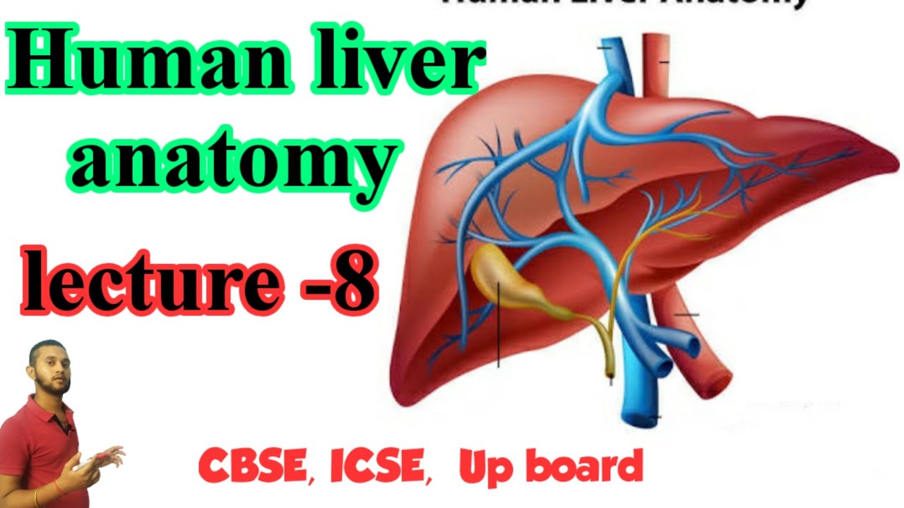 Lecture -8( Liver) digestive glands ||THE COMMON CLASSES || TCC - YouTube