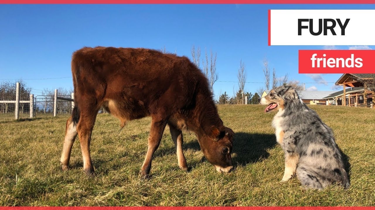 Adorable calf becomes best friends with dog | SWNS TV - YouTube