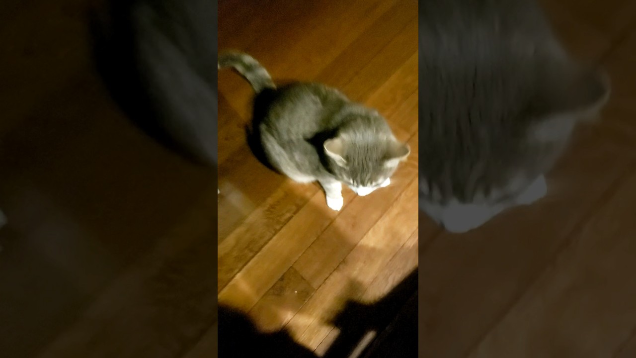 Dabbing up my cat - YouTube