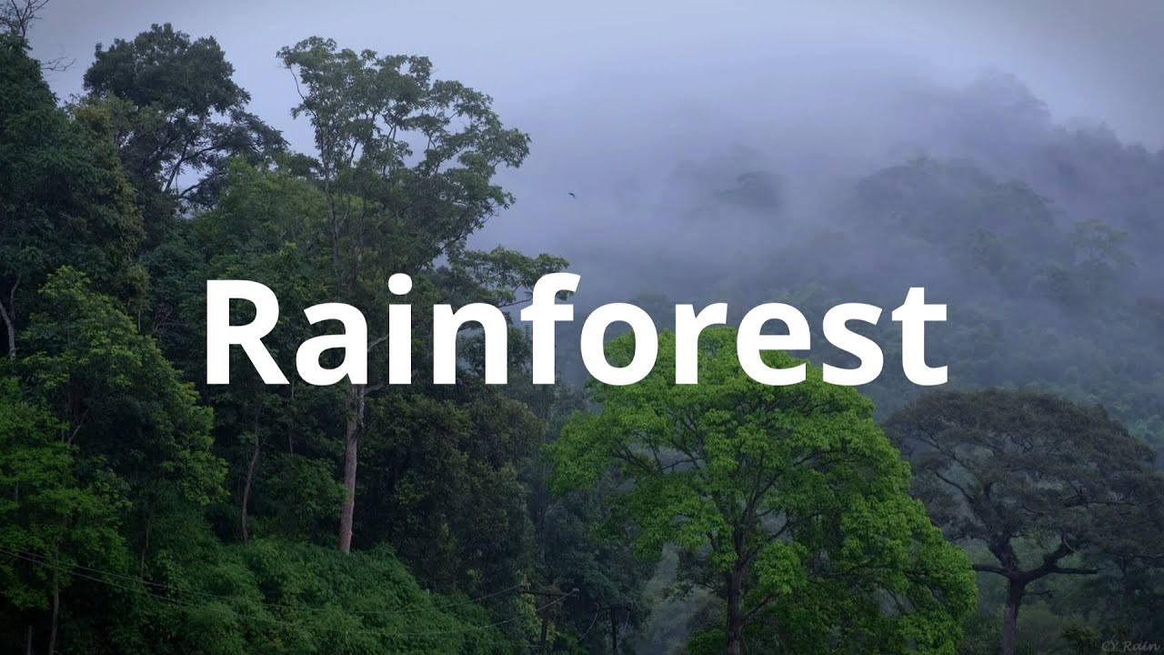 Unwind in Nature Rain Sounds and Visuals from the Lush Rainforest - YouTube
