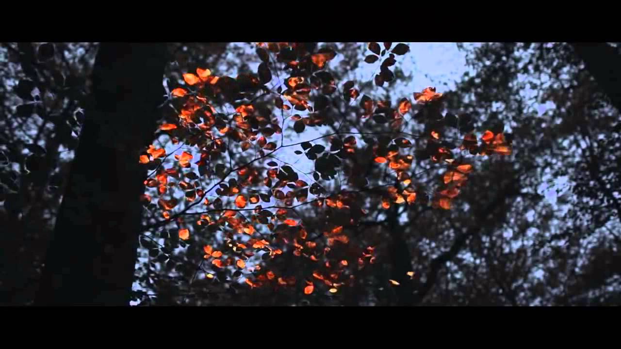 Projections in the Forest - YouTube
