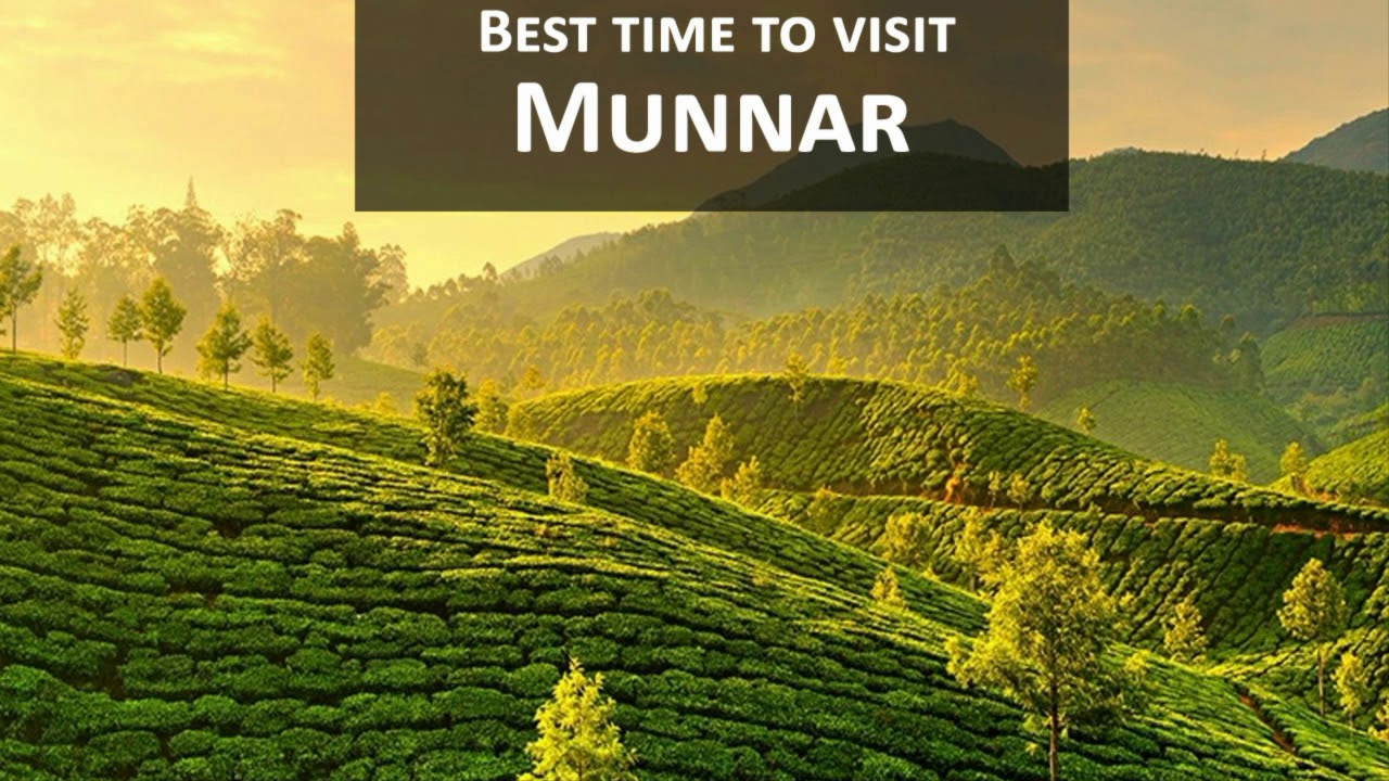 Best Time to Visit Munnar -Timing, Weather, Season-For Honeymoon, With ...