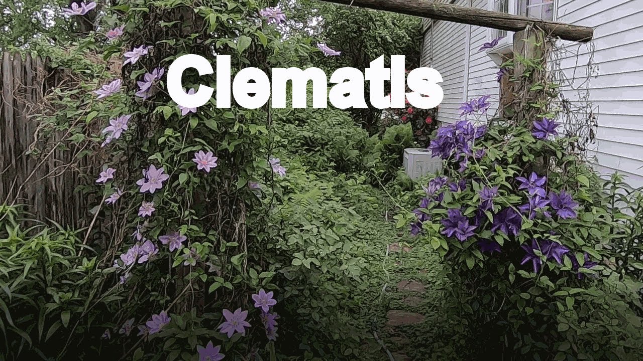 Clematis - YouTube