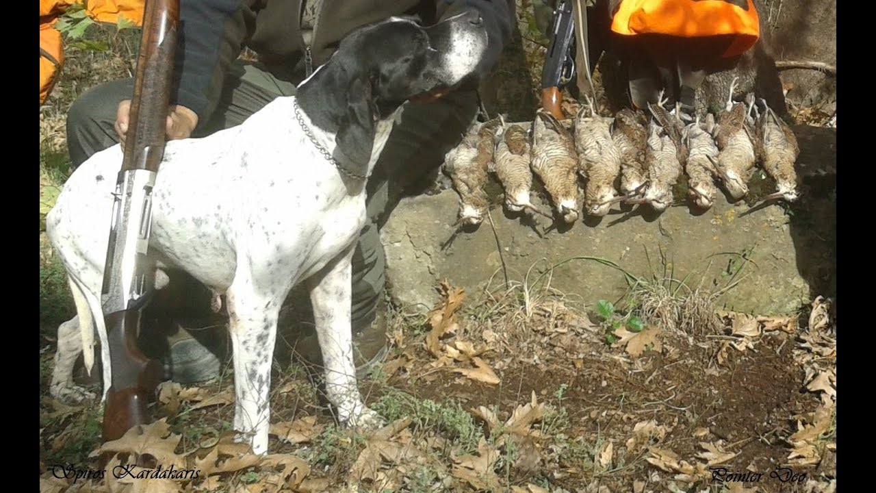 ΚΥΝΗΓΙΑ ΜΠΕΚΑΤΣΑΣ ΜΕ POINTER DEO '' Hunting Beccaccia '' - YouTube