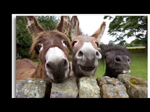 Eşek Sesi - The Sound of a donkey - Donkey Sound
