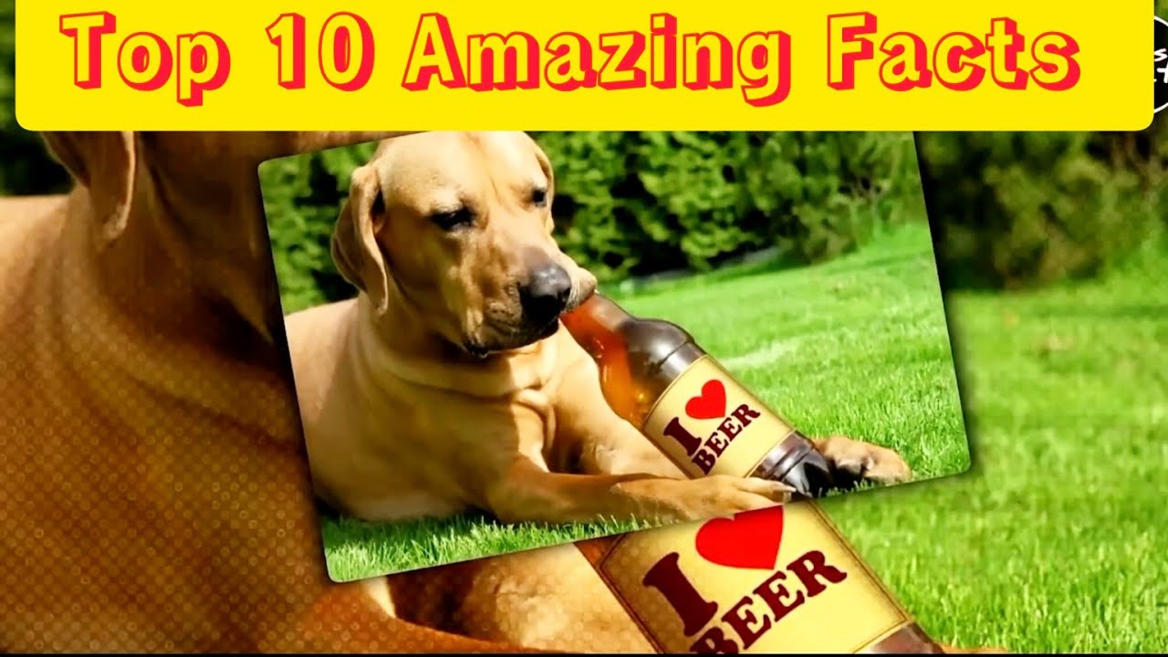 ⚡ Top 10 Amazing Facts || 99% people don't know || Mind Blowing Facts ...