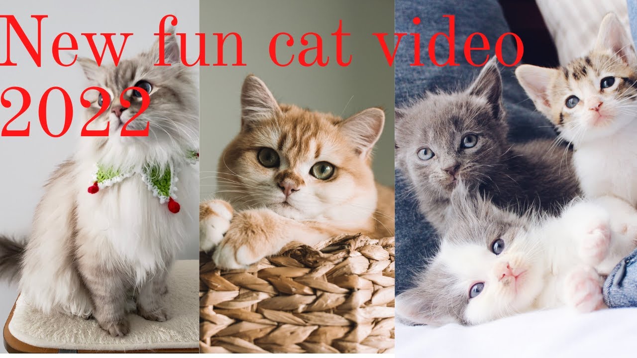 New funny cat and dog video 2022🥰🥰🥰 - YouTube