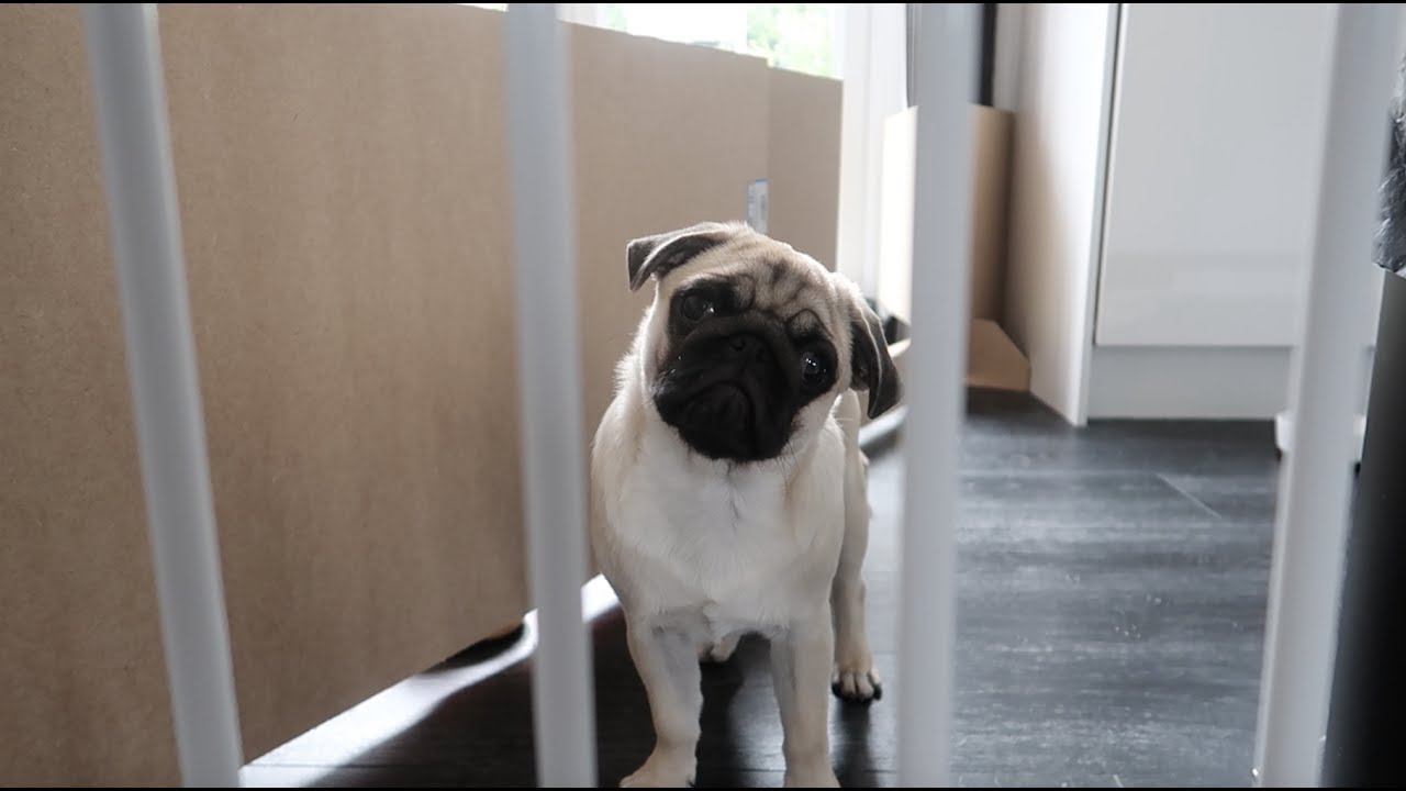 Pug puppy growling and barking! - YouTube