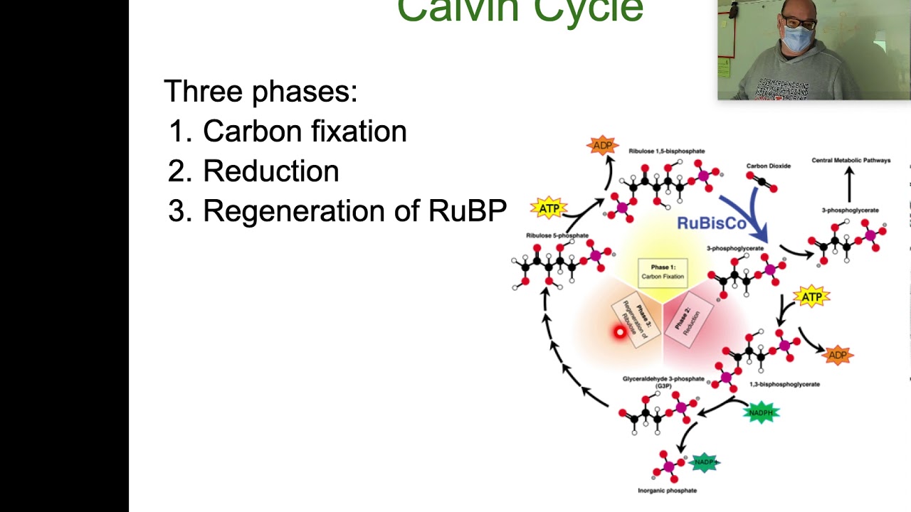 Ap BIO - calvin cycle - YouTube