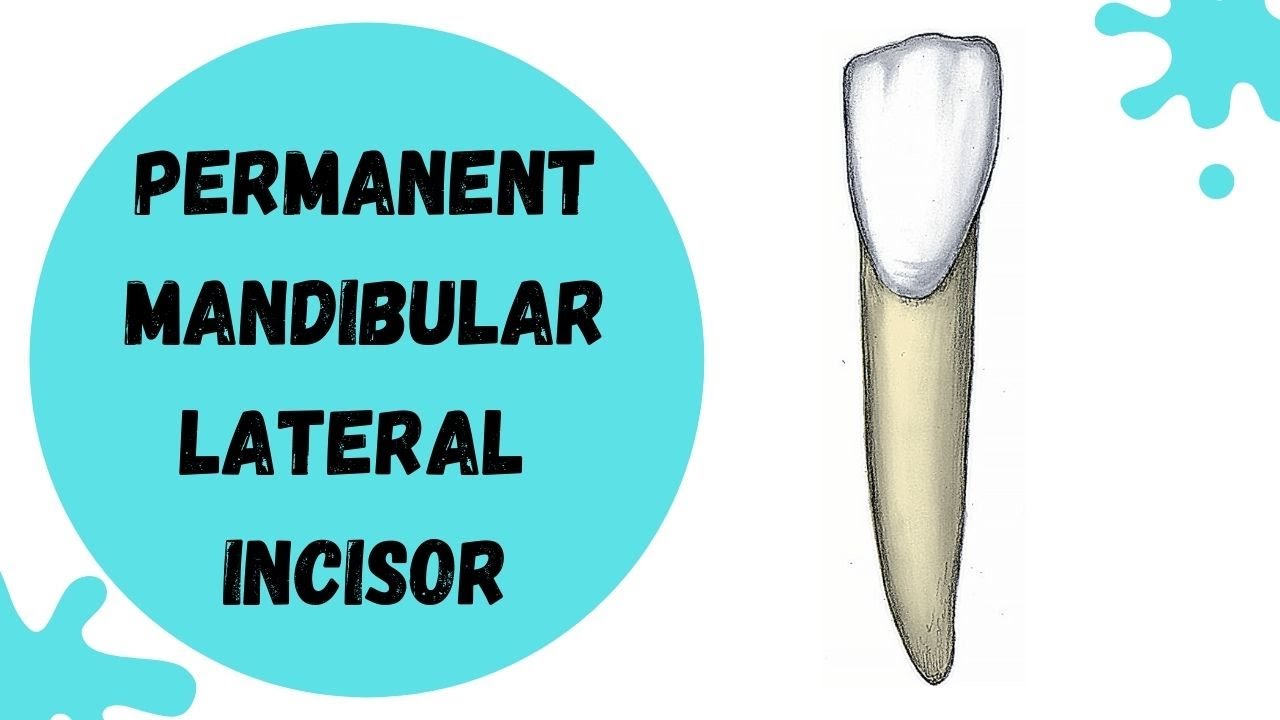 Permanent Mandibular Lateral incisor | Tooth Morphology made easy - YouTube
