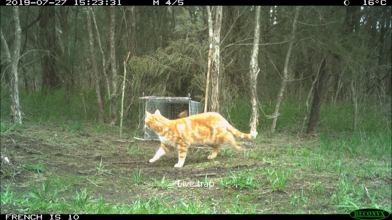 Efficacy of cage traps for capture of feral cats on French Island ...