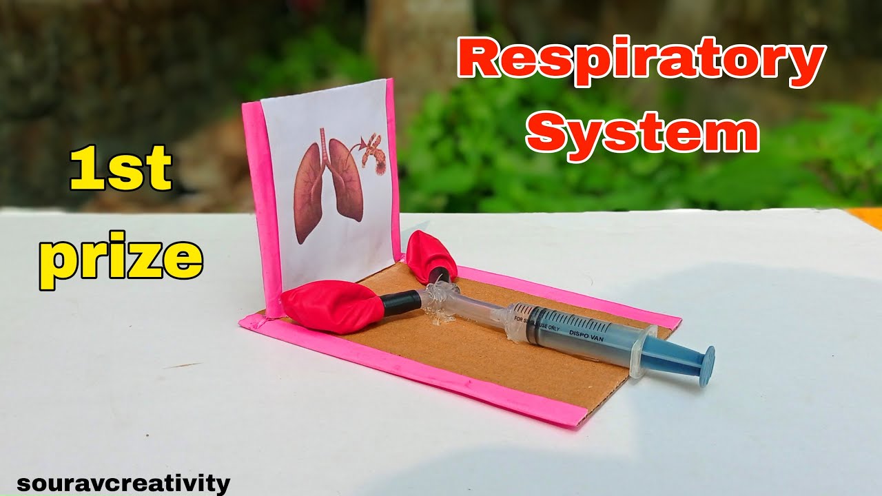 Science Fair Projects New Ideas 2024 | Science Day Project | Human ...