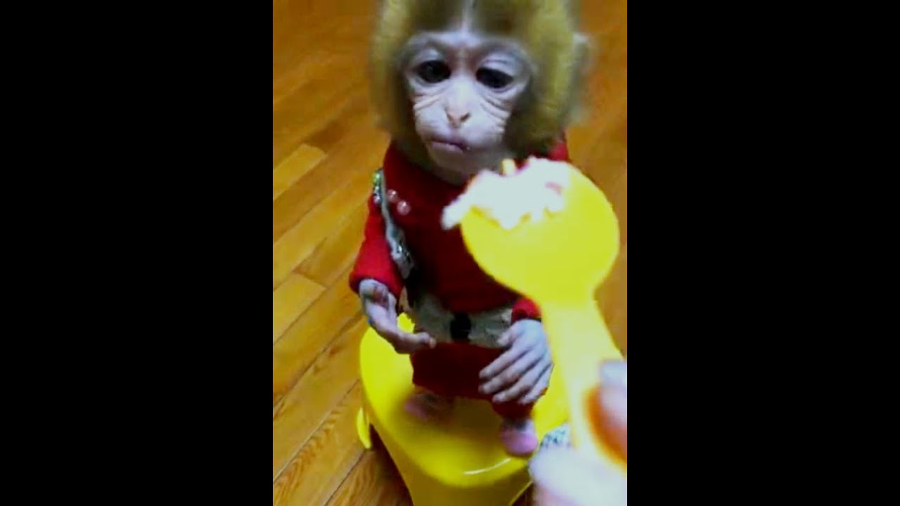 The cutest bigger monkey Huahua - YouTube
