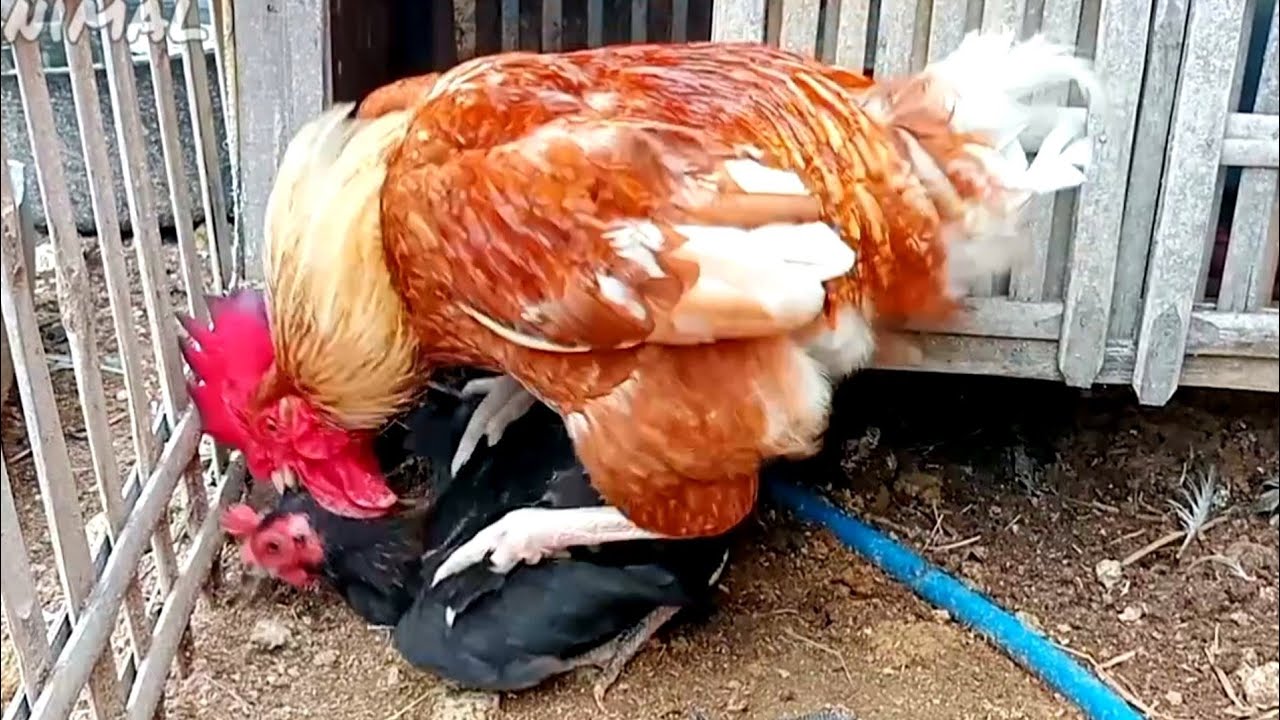the funniest moments of the little rooster & the big hen 🐓🐣 part 47 ...