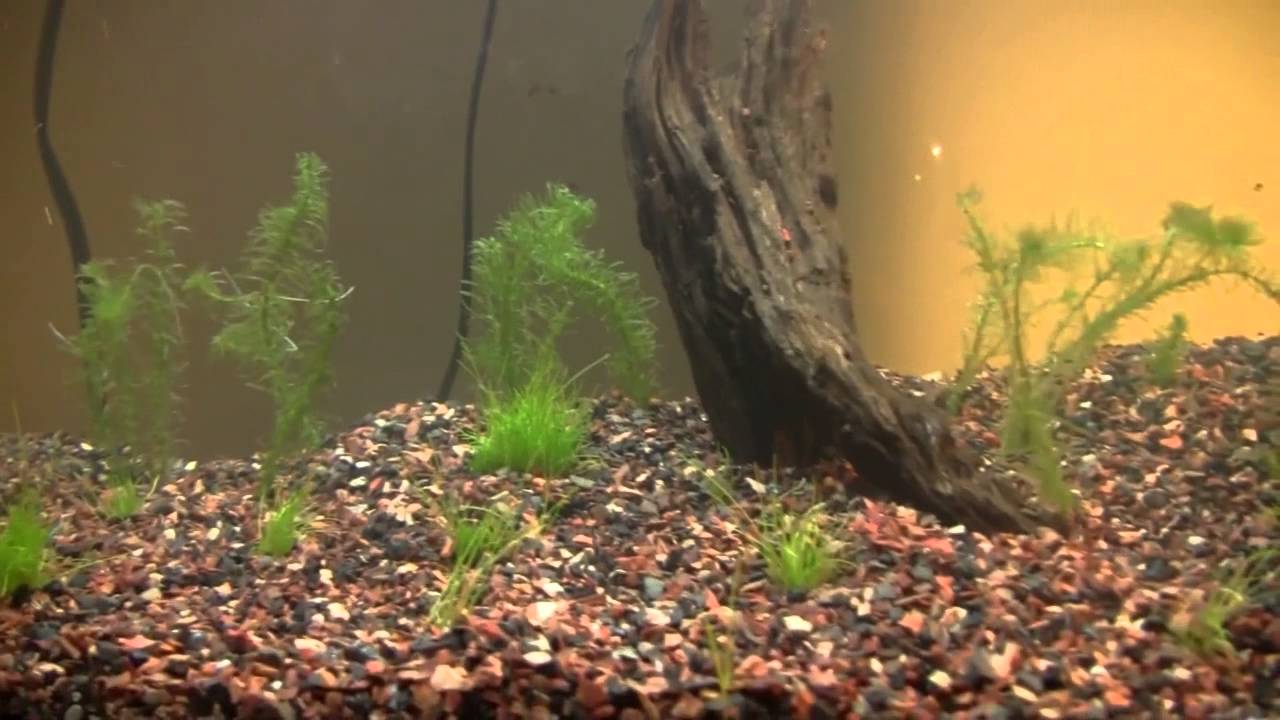 New fish tank, dwarf hair grass and fluorite - YouTube