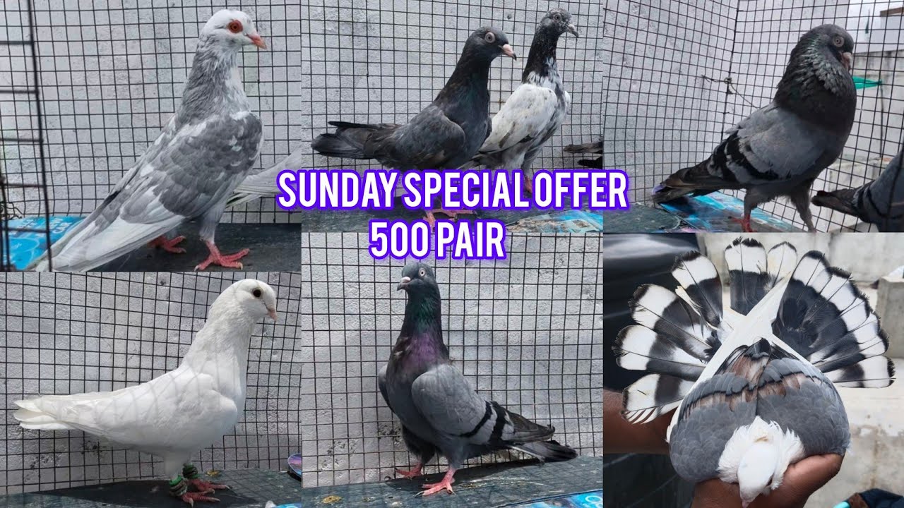 Sunday special offer Pegions available in Hyderabad [ multiple ...