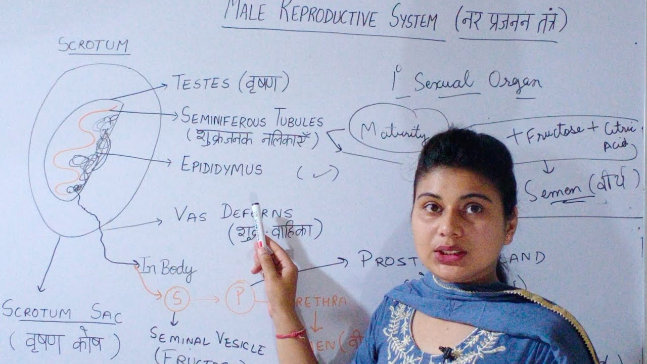 Reproduction / Male reproductive system in hindi / Testes / Sperm ...
