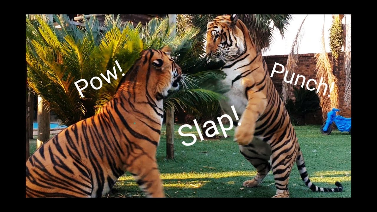 This is what happens on Sundays with tigers ! - YouTube