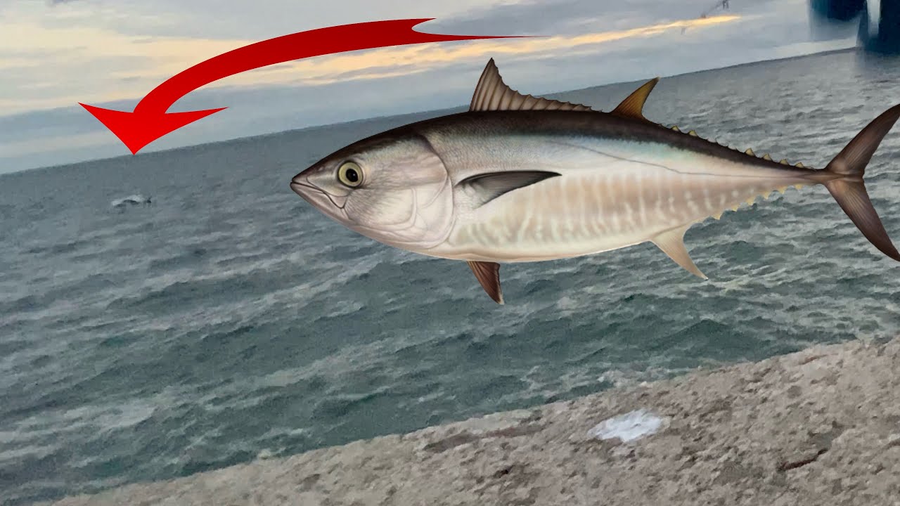 BLUEFIN TUNA spotted while fishing in Helsingborg - Night fishing ...