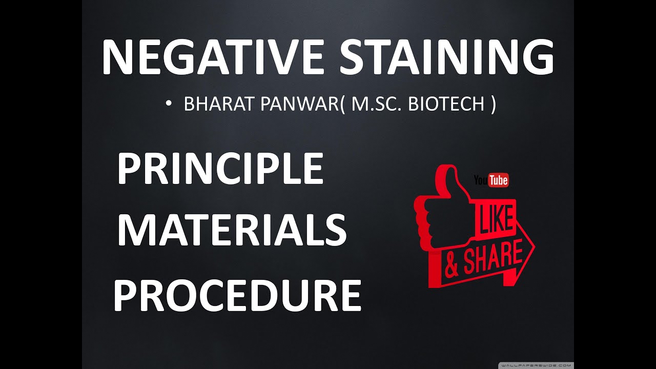 NEGATIVE STAINING | PRINCIPLE | MATERIALS | PROCEDURE | OBSERVATIONS ...