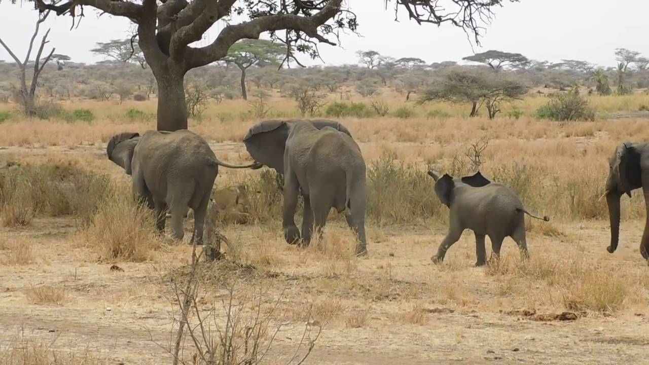 Elephants scare off a pride of lion - YouTube