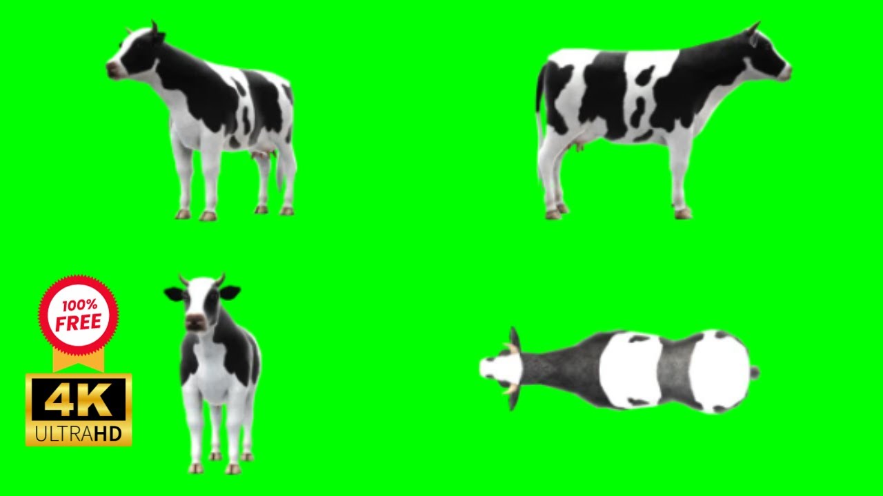 Cow Stand on green screen | cow green screen - YouTube