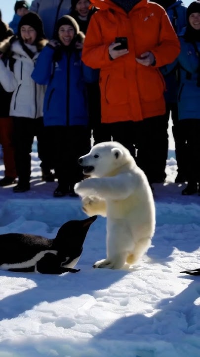 Baby polar bear vs penguin... - YouTube