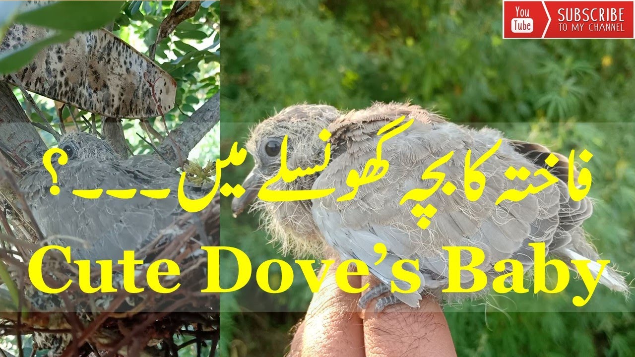 #DoveBaby #Fakhta Cute Dove Baby from Nest|Bird's Life From Village ...