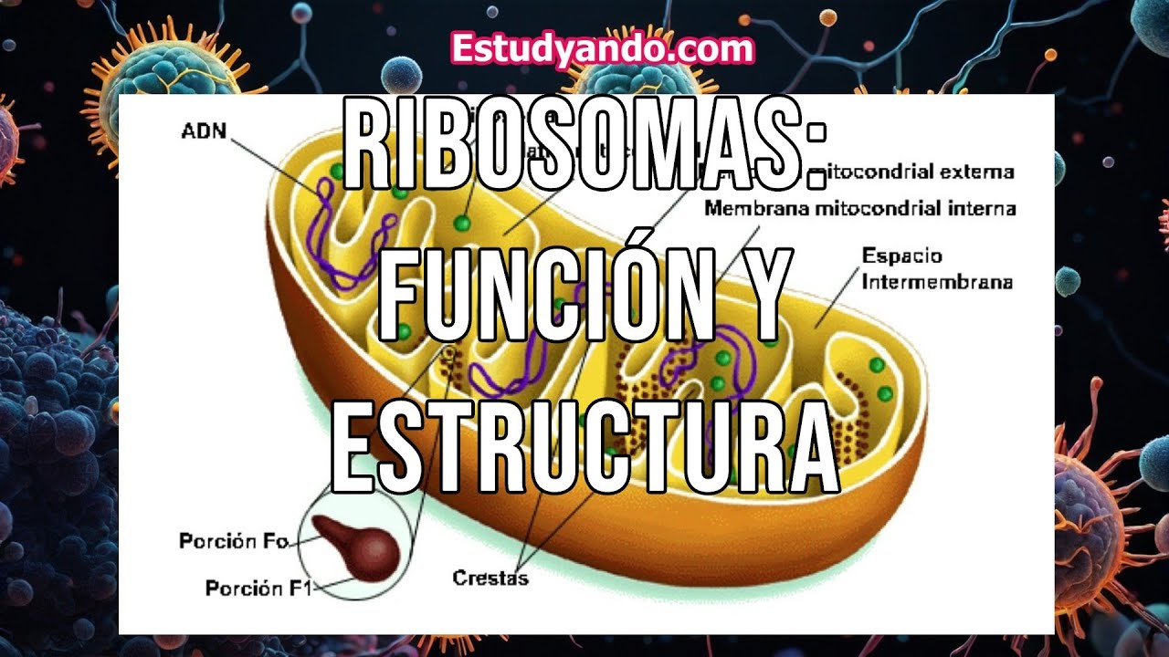 Ribosomas: Función y estructura - YouTube