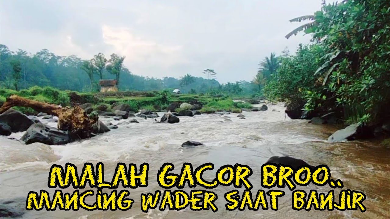 BANJIR MEMBAWA BERKAH ll MANCING IKAN WADER - YouTube