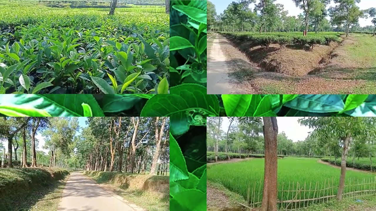 Beautiful view of Langla tea & Rubber garden Kulaura - YouTube
