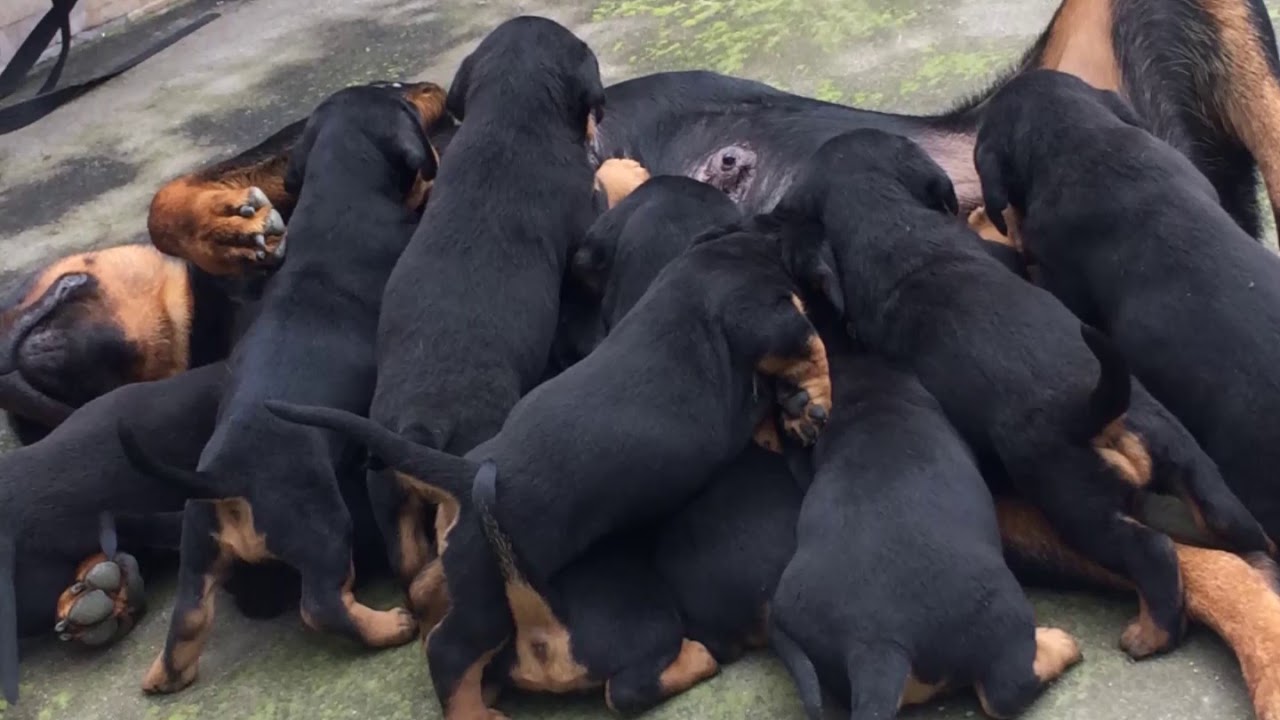 Rottweiler y Teckel - YouTube