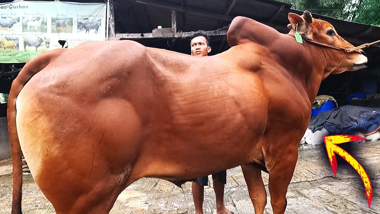 Sapi Qurban Madura Kelas Extrim 🔥🔥🔥Sapi Lokal Rasa Belgian Blue | Sapi ...