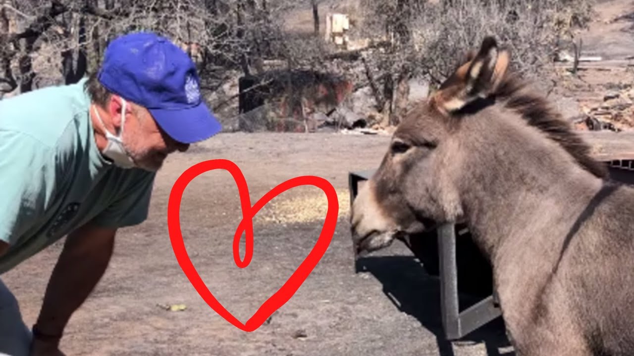 Mango The Donkey Running To Owner After Surviving Wildfire - YouTube