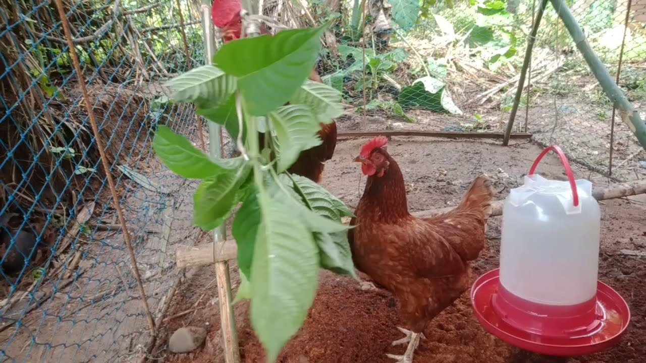 Pagsisimula sa pag alaga ng Rhode ISLAND RED. |Stressed reliever nga ba ...