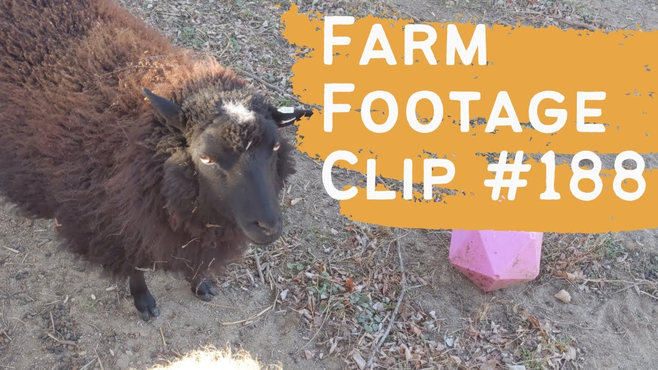 Farm Footage - Clip #188 - Sheep Time - YouTube