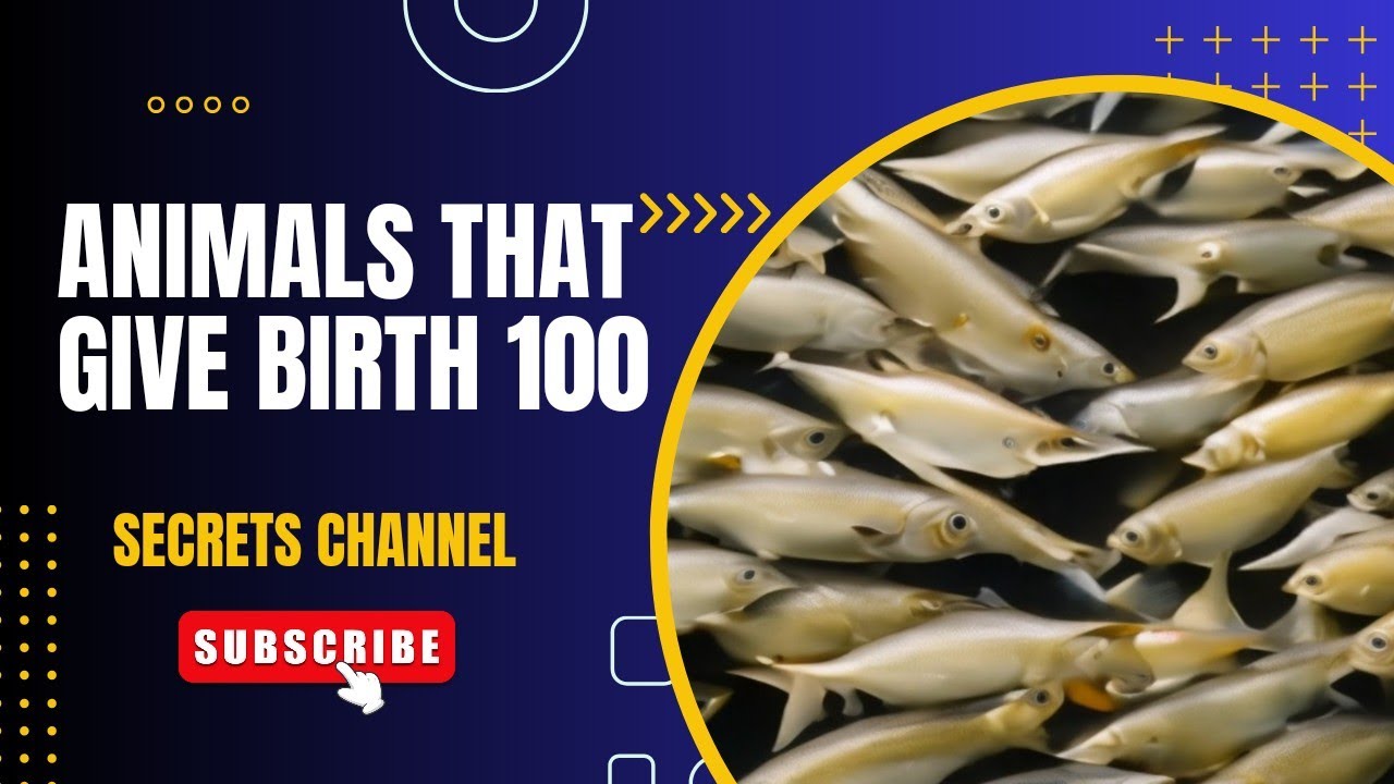 Animals that give birth to more than 100 offspring at once 🤔 - YouTube