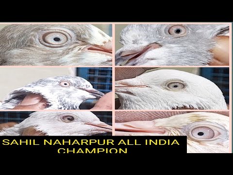 #SAHIL NAHARPUR WALON KE pure#PUNJABI KABUTAR #pigeon#raisenpigeons# ...