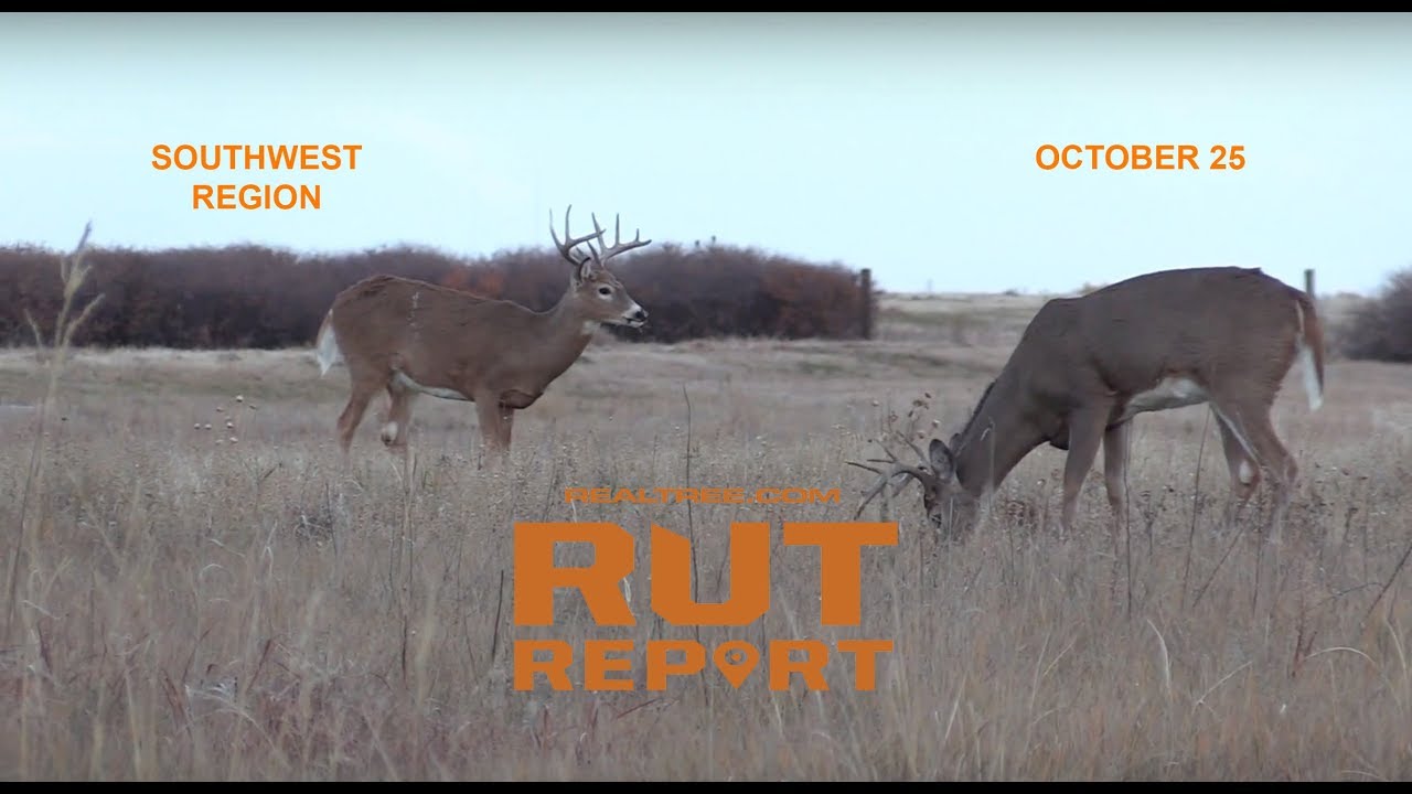 Southwest Rut Report: Expect Increased Movement with Approaching Cold ...