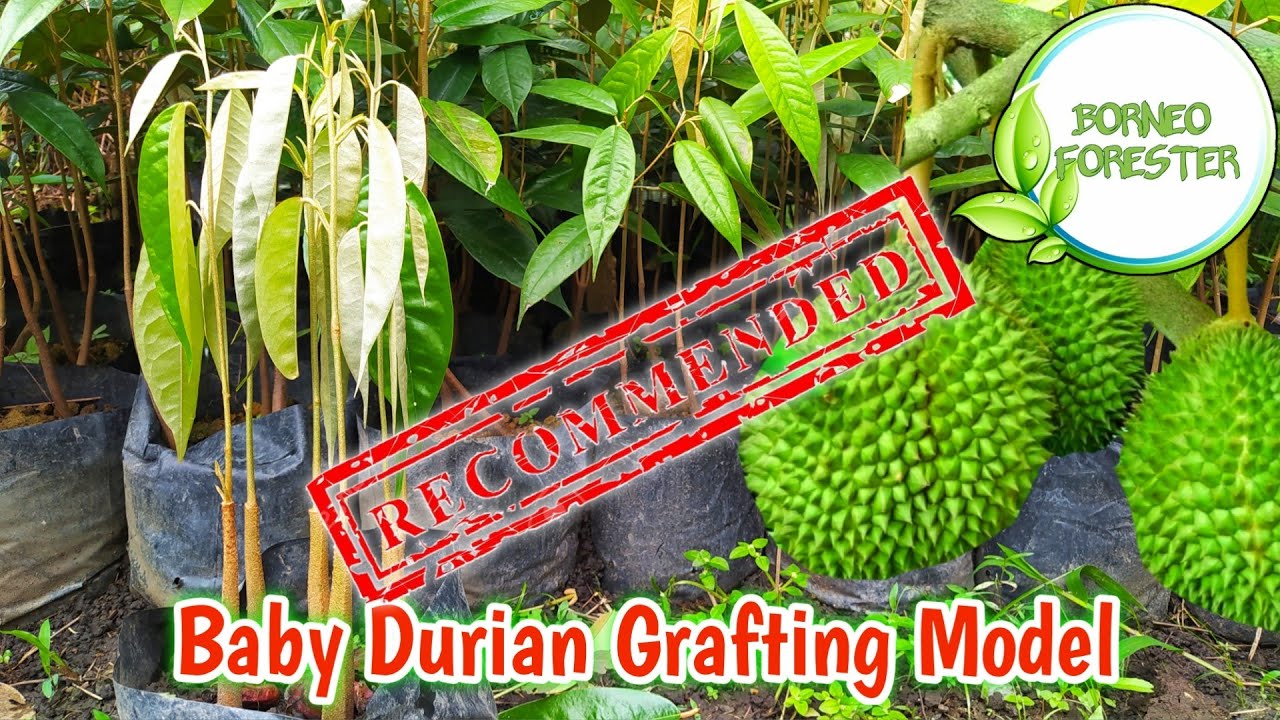 DURIAN GRAFTING - 1 Polybag 6 Scion & Rootstocks - YouTube