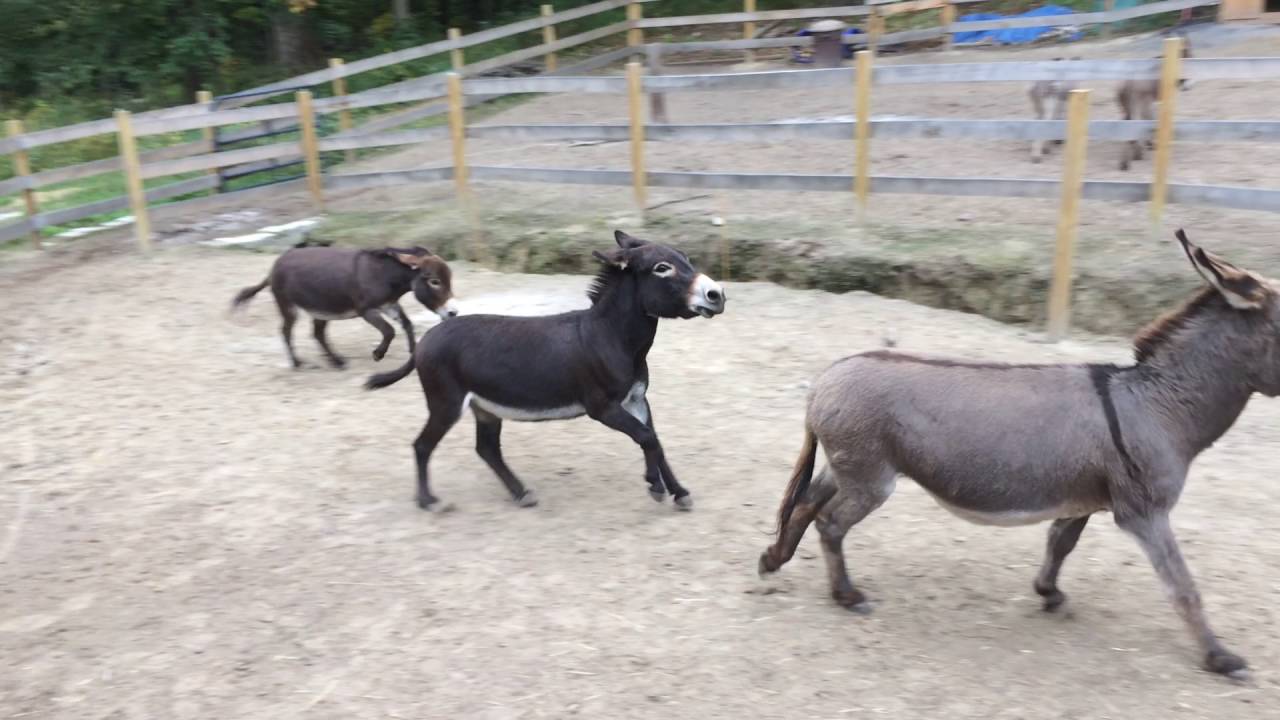 Donkey Fall Frolicking 2016 - YouTube