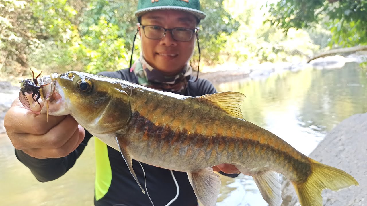 Thailand Blue Mahseer Fishing (2) 泰国钓蓝吉罗（二） - YouTube