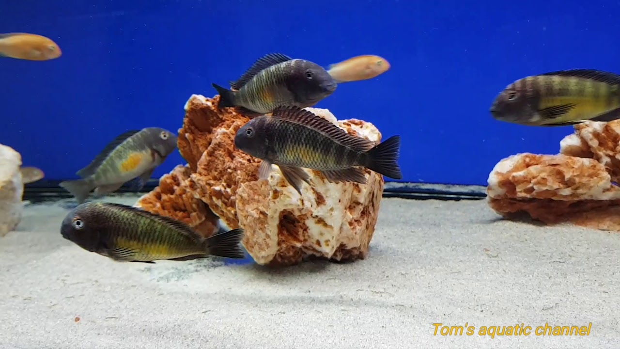 WC Tropheus moorii Kalambo and Tropheus caramba Red bishop - Tom's ...